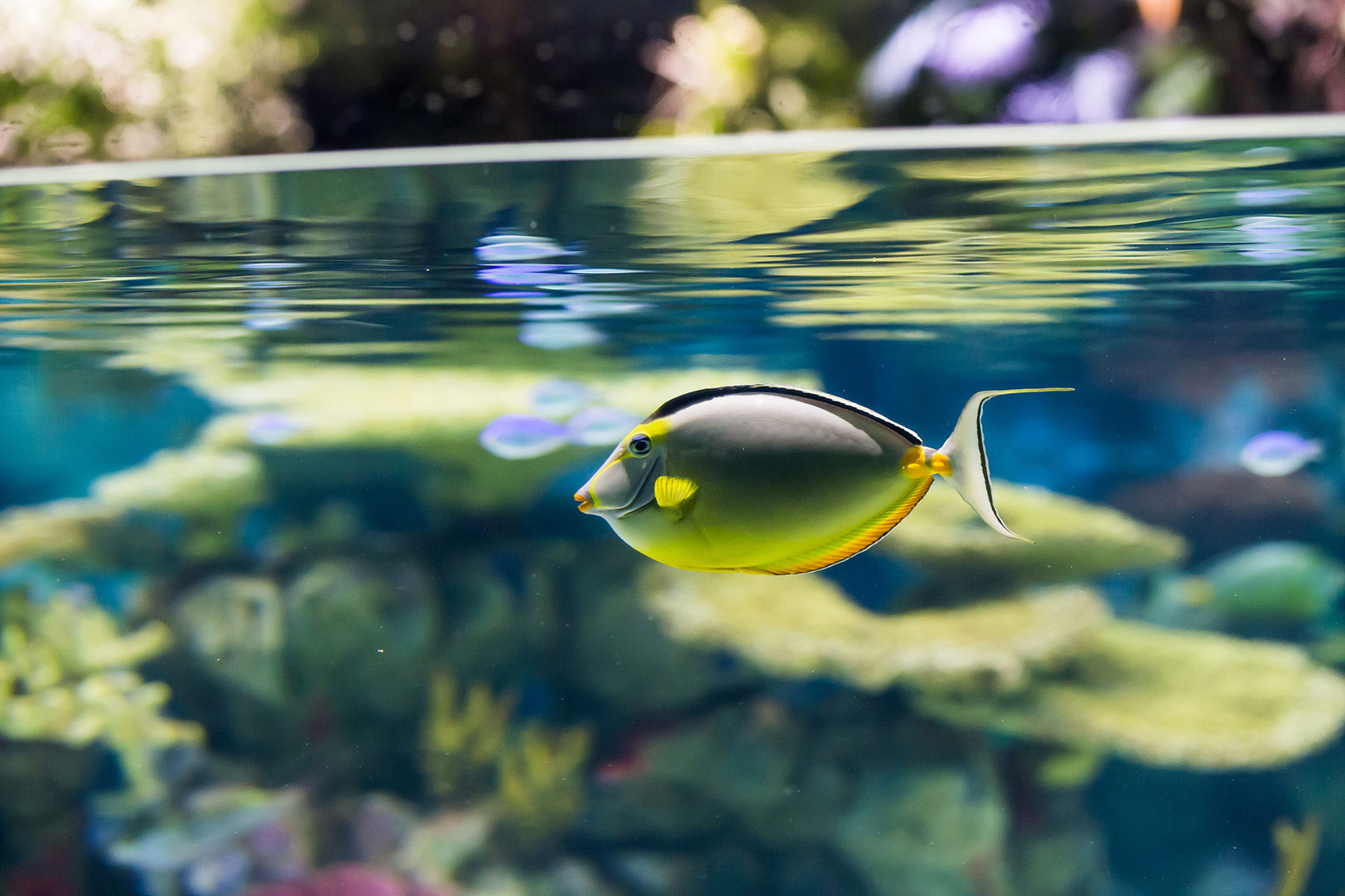 Lagoon-Fish-the-Deep | British Deaf News