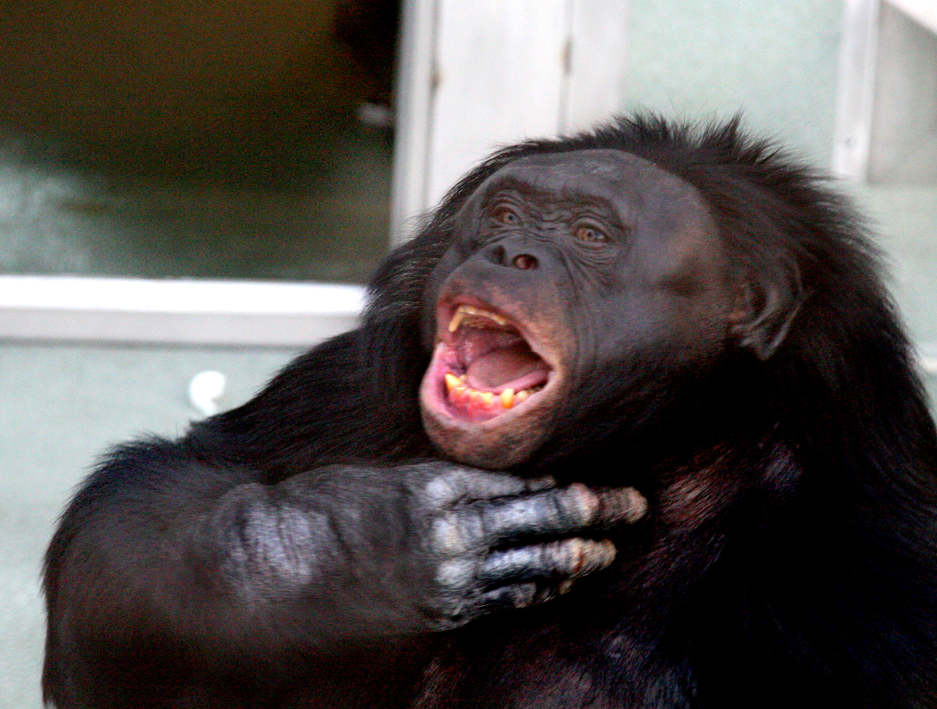 Can primates learn signs and acquire language? | British Deaf News
